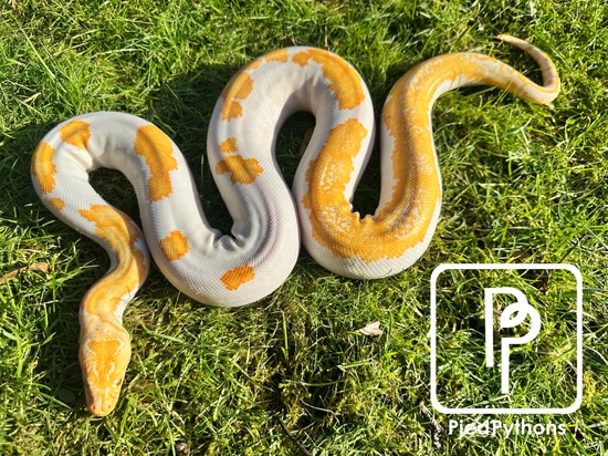 High White Albino Pied Burmese Python by Pied Pythons