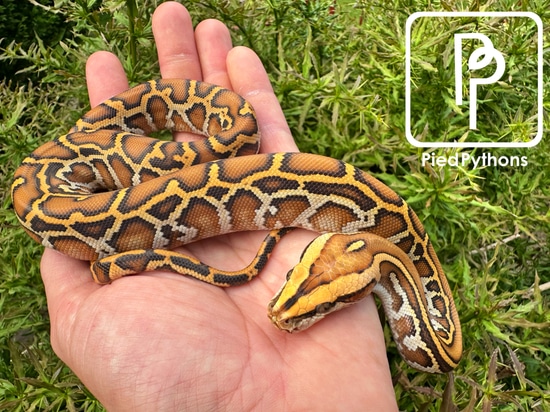 Caramel Het Pied Burmese Python by Pied Pythons