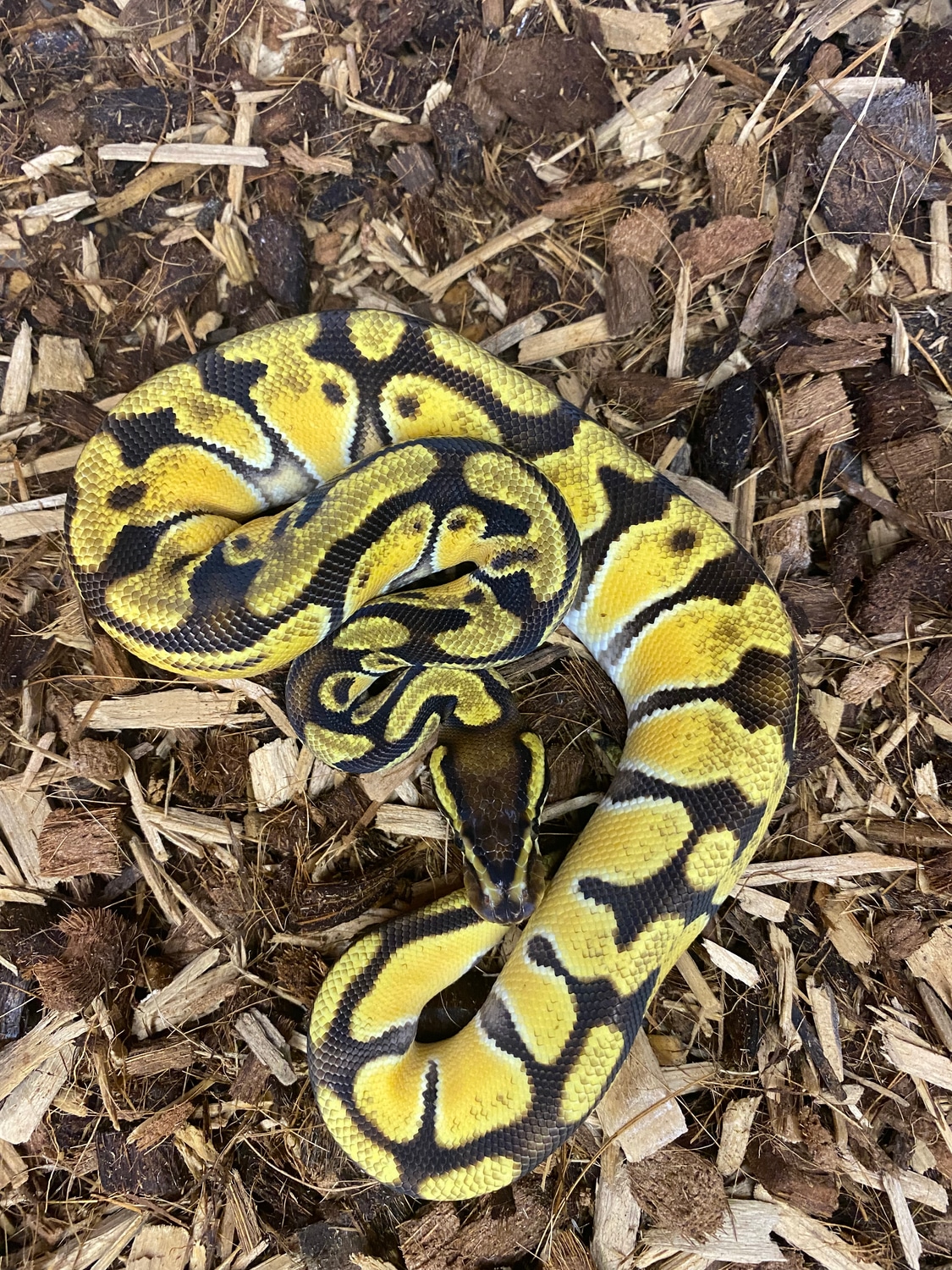 Pastel Orange Dream Enchi Ball Python by Zoe Exotic’s Reptiles ...