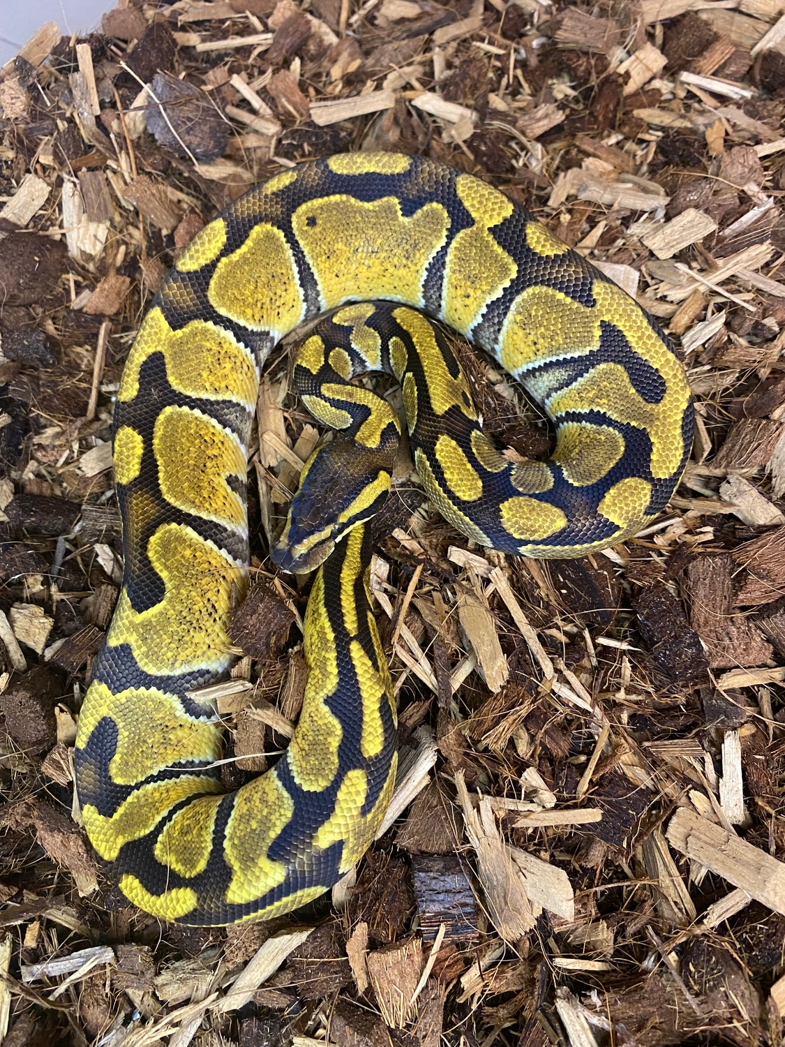 Orange Dream Enchi Ball Python by Zoe Exotic’s Reptiles - MorphMarket