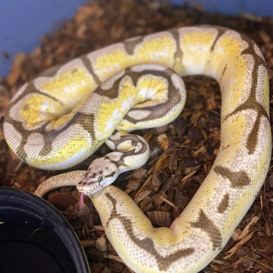 Pastel Spider Orange Dream Vanilla Yellowbelly Ball Python by Zoe Exotic’s Reptiles