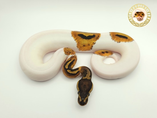 Leopard Pied Ball Python by PiedProjectPlus
