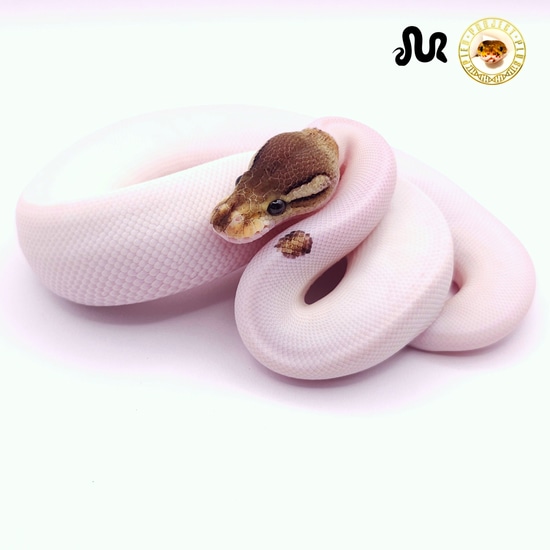 Pewter Leopard Pied Ball Python by PiedProjectPlus