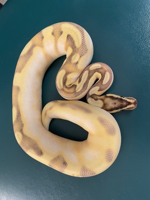 Super Orange Dream Enchi Calico Fire Ball Python by Out of the Box ...