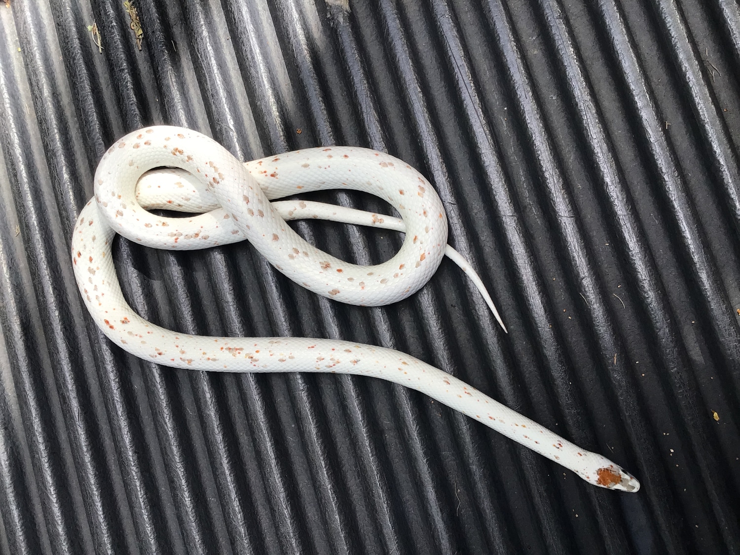 Adult Palmetto Corn Snake by Out of the Box Creations, LLC - MorphMarket