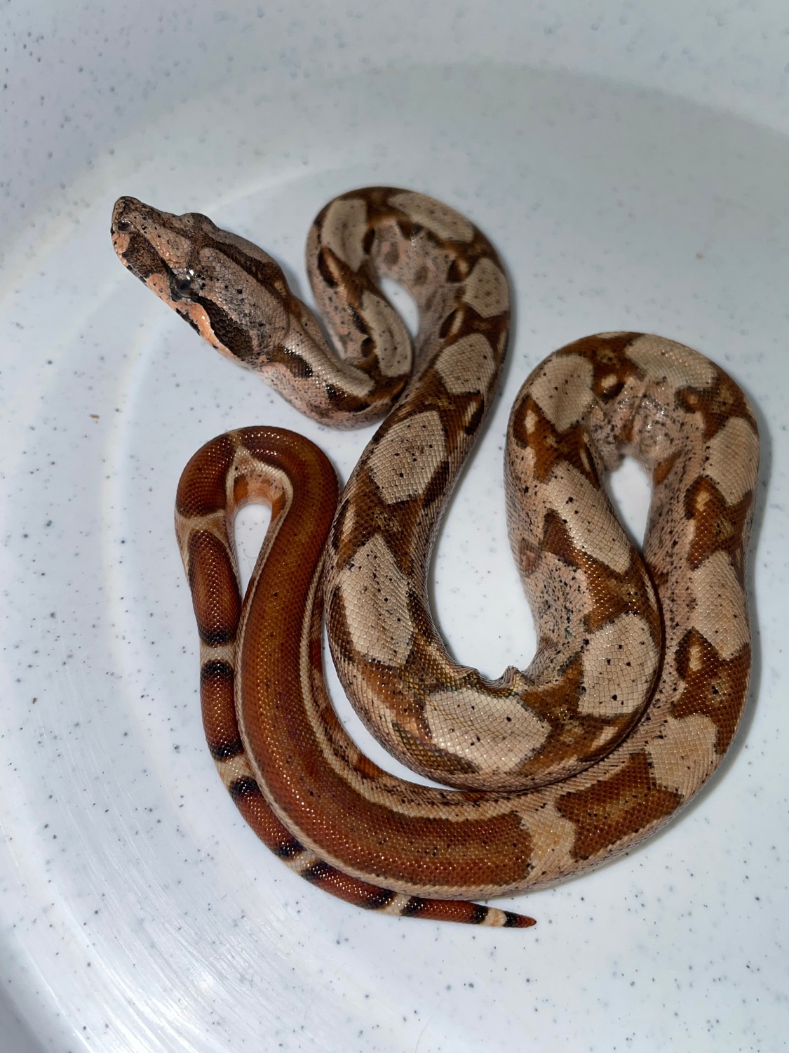 Jungle Salmon 100% Het Leopard Pos Hypo Boa Constrictor by Out of the ...