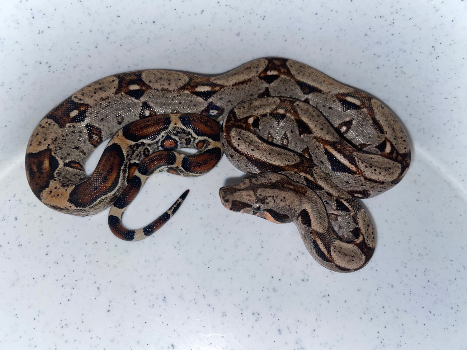 Het Leopard Boa Constrictor by Out of the Box Creations, LLC - MorphMarket