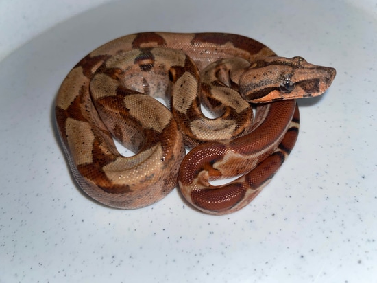 100% Het Leopard Hypo Salmon Boa Constrictor by Out of the Box ...