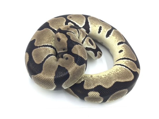 Orange Dream Blade Proven Breeder Ball Python by Out of the Box ...