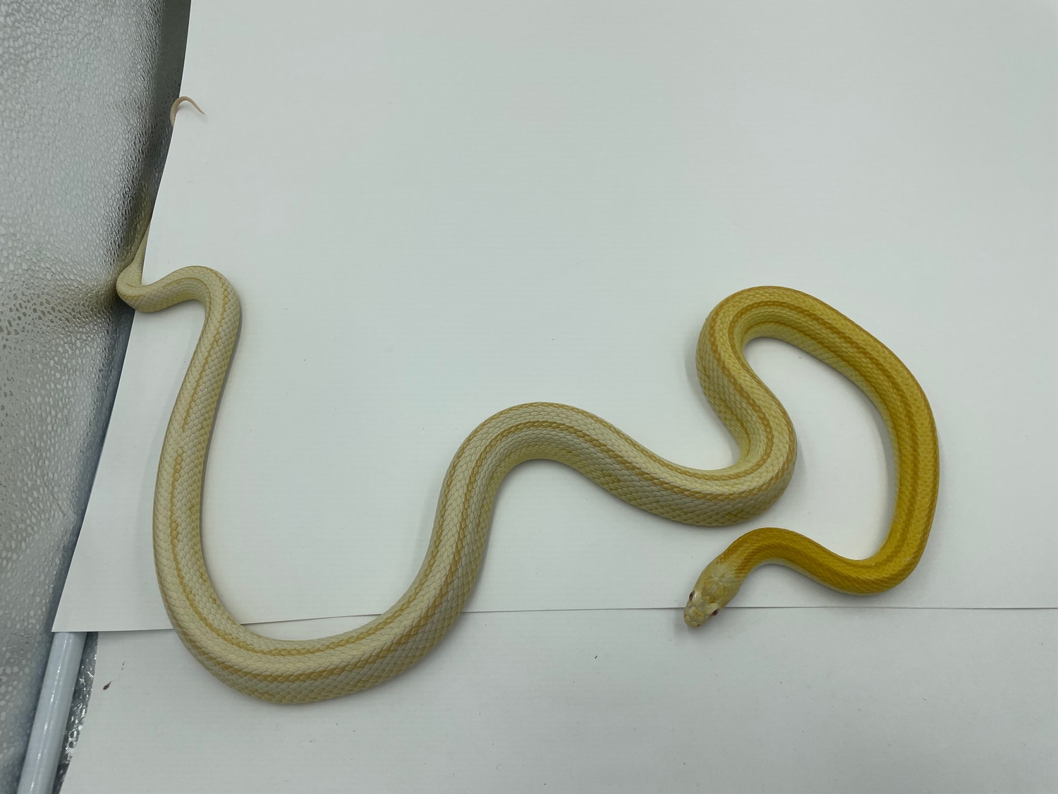 Striped Tessera Butter Adult Corn Snake by Out of the Box Creations ...