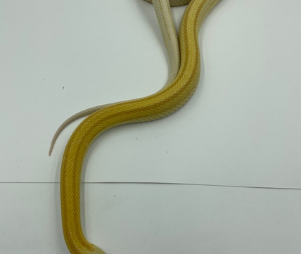 Striped Tessera Butter Adult Corn Snake by Out of the Box Creations ...
