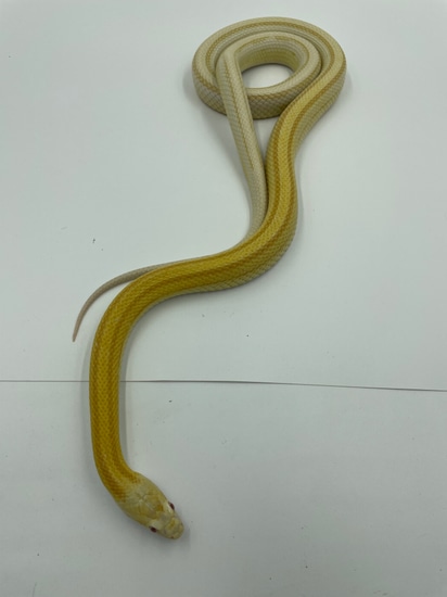 Striped Tessera Butter Adult Female Corn Snake by Out of the Box ...