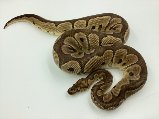 Clown Het Ultramel Adult Female Ball Python by Out of the Box Creations ...