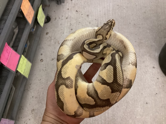 Pastel Enchi Hypo Het Pied Ball Python by Out of the Box Creations, LLC
