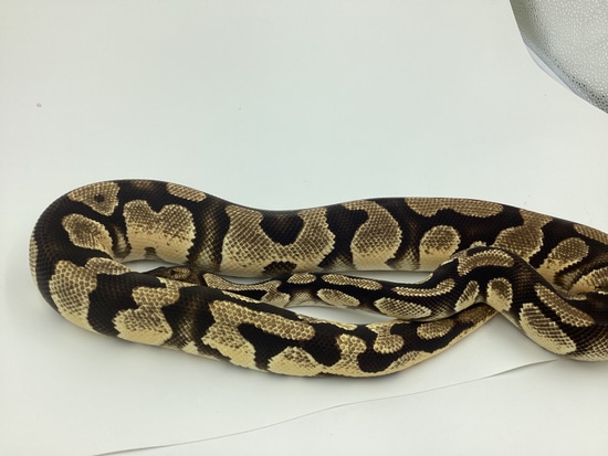 OD YB Enchi Double Het DG/Pied Ball Python by Out of the Box Creations, LLC