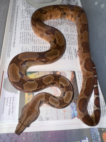 100% Het Leopard Paradox Hypo Salmon Boa Constrictor by Out of the Box ...