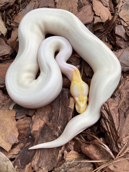 Black Pastel Albino Pied Ball Python by Out of the Box Creations, LLC
