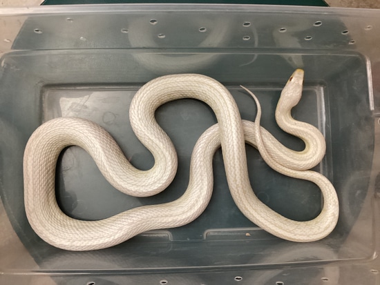 Adult Female Snow Tessera Corn Snake by Out of the Box Creations, LLC
