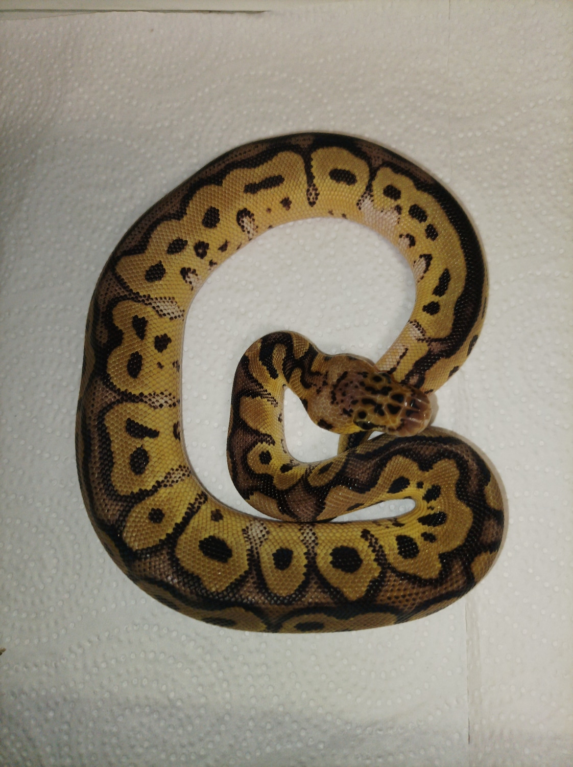 Pastel Clown Het Albino Piebald Ball Python by Piebalds Sachsen ...