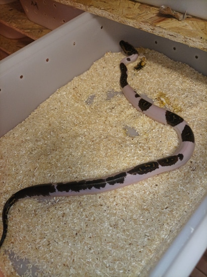 Pied Pos Het Caramel Burmese Python by Piebalds Sachsen