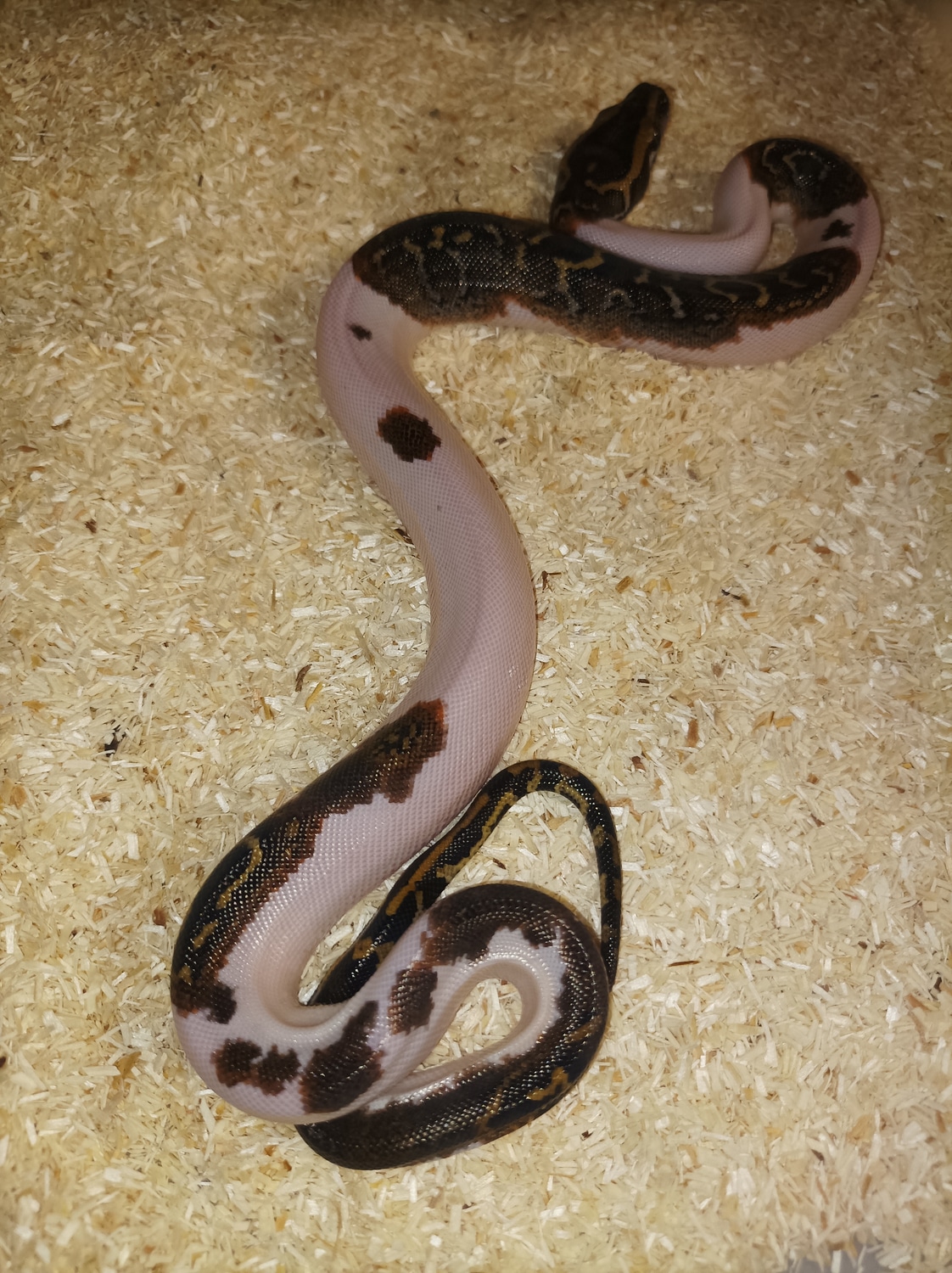 Piebald Pos Caramel Burmese Python by Piebalds Sachsen - MorphMarket