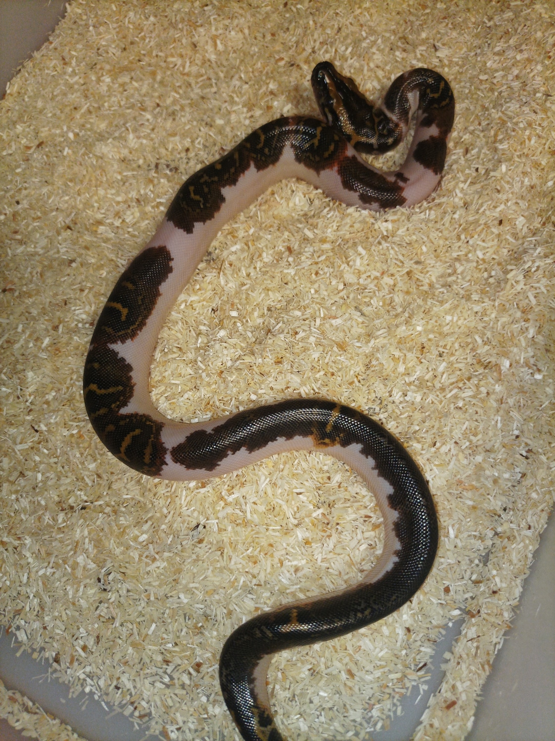 Piebald Pos Caramel Burmese Python by Piebalds Sachsen - MorphMarket