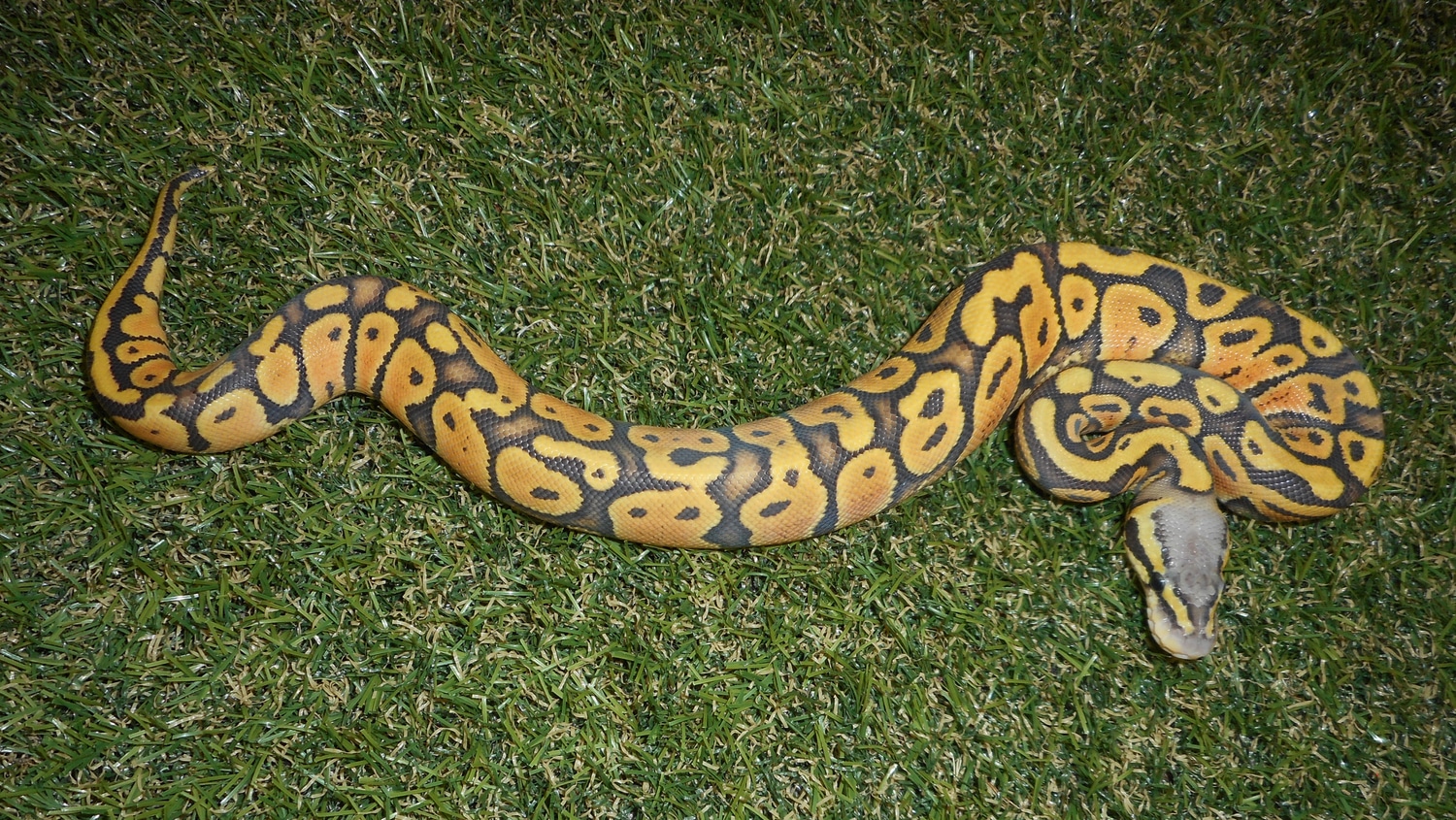 Super NR Mandarin Pastel Phantom Ball Python by Nuyten Reptiles ...