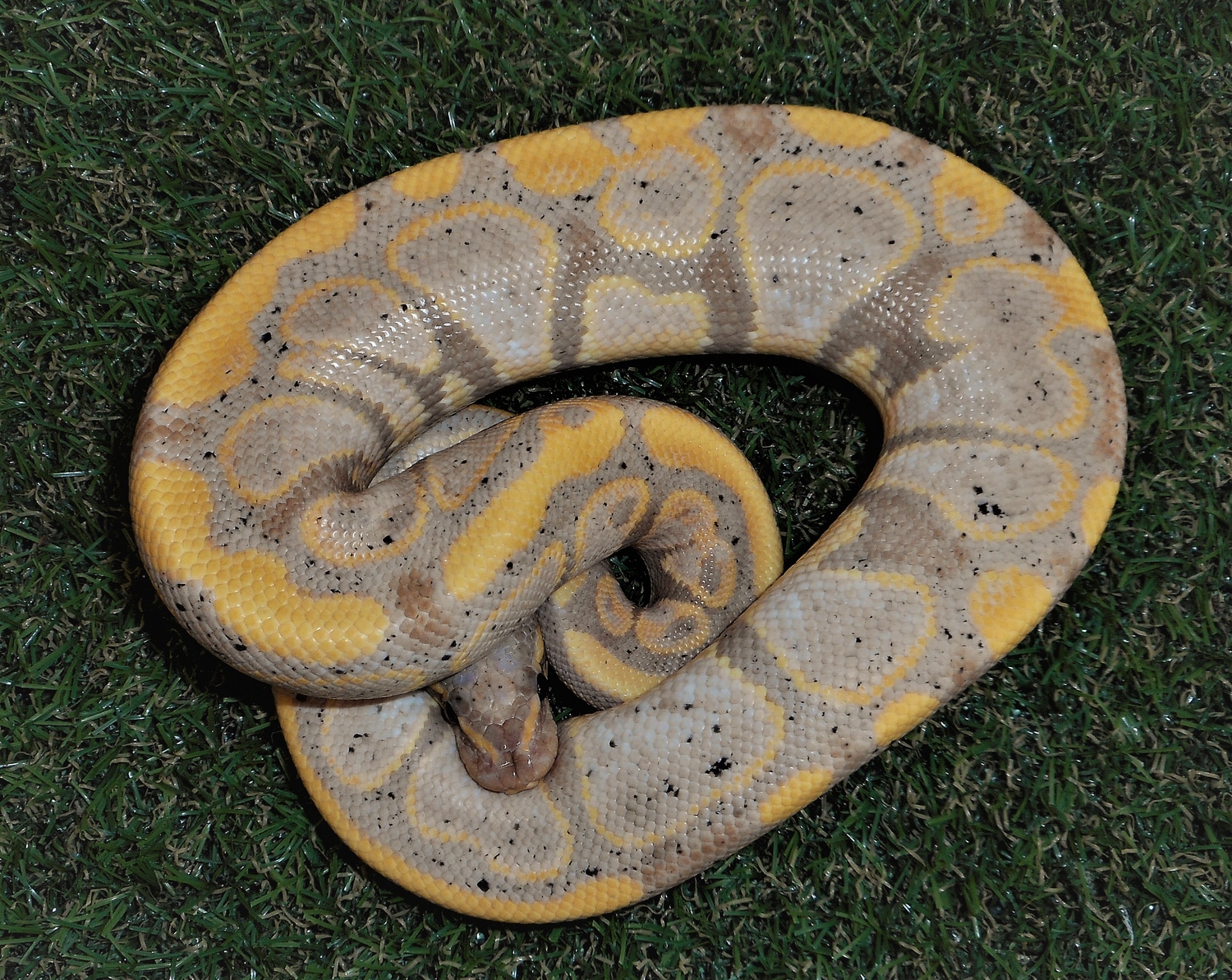 NR Mandarin Banana Ball Python by Nuyten Reptiles - MorphMarket