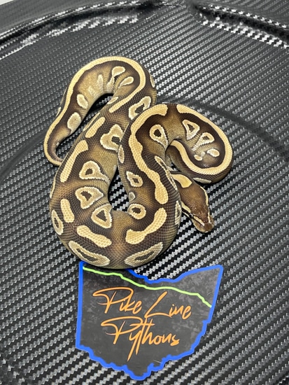 Mojave Het Clown, 50% Het Pied Ball Python by Pike Line Pythons LLC