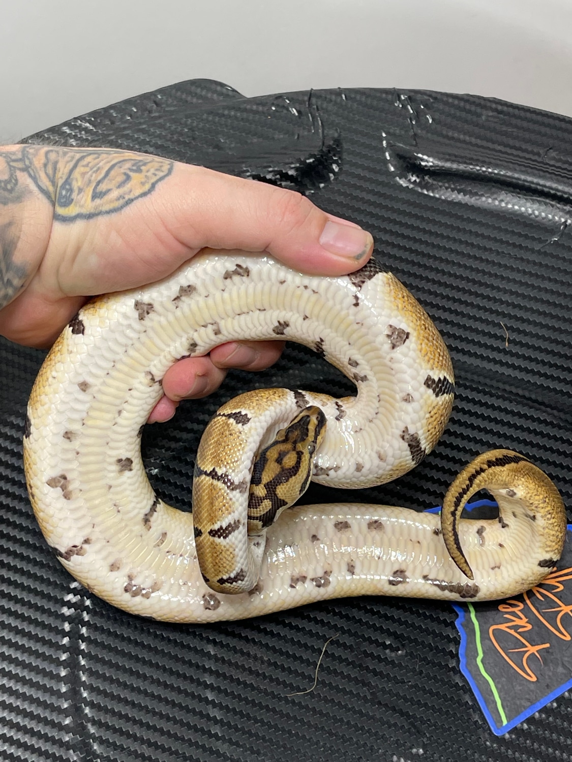 SpotNose (Pos Super Blade) Het Clown, Het Pied, 66% Het Lav Ball Python ...