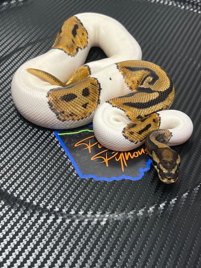 Orange Dream Leopard Pied Het Clown Ball Python by Pike Line Pythons LLC