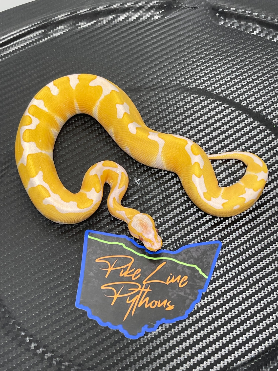 Super Blade Lavender Het Clown Ball Python by Pike Line Pythons LLC ...