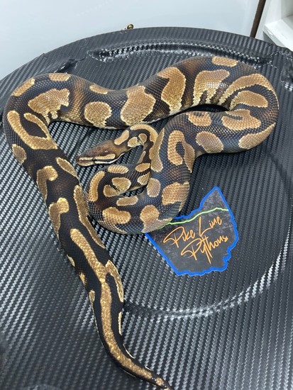 Orange Dream Yellow Belly Het Pied Het Lavender Ball Python by Pike ...