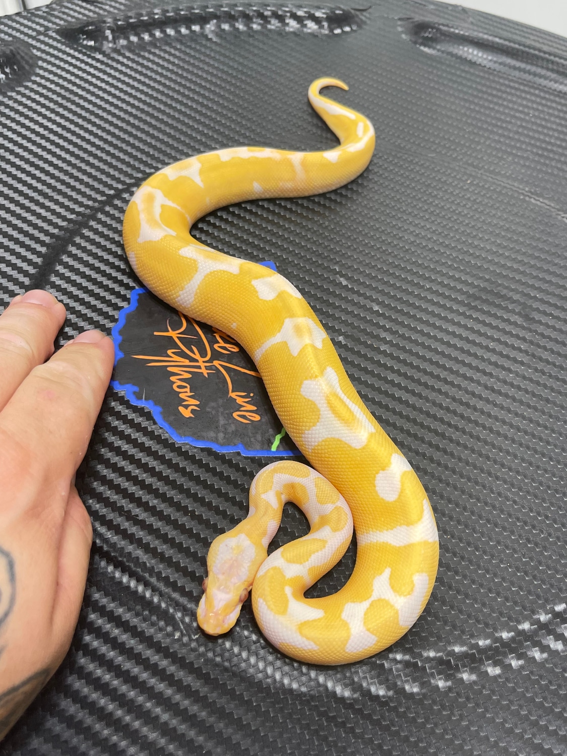 Lavender Super Blade Het Pied 50%het Clown Ball Python by Pike Line ...