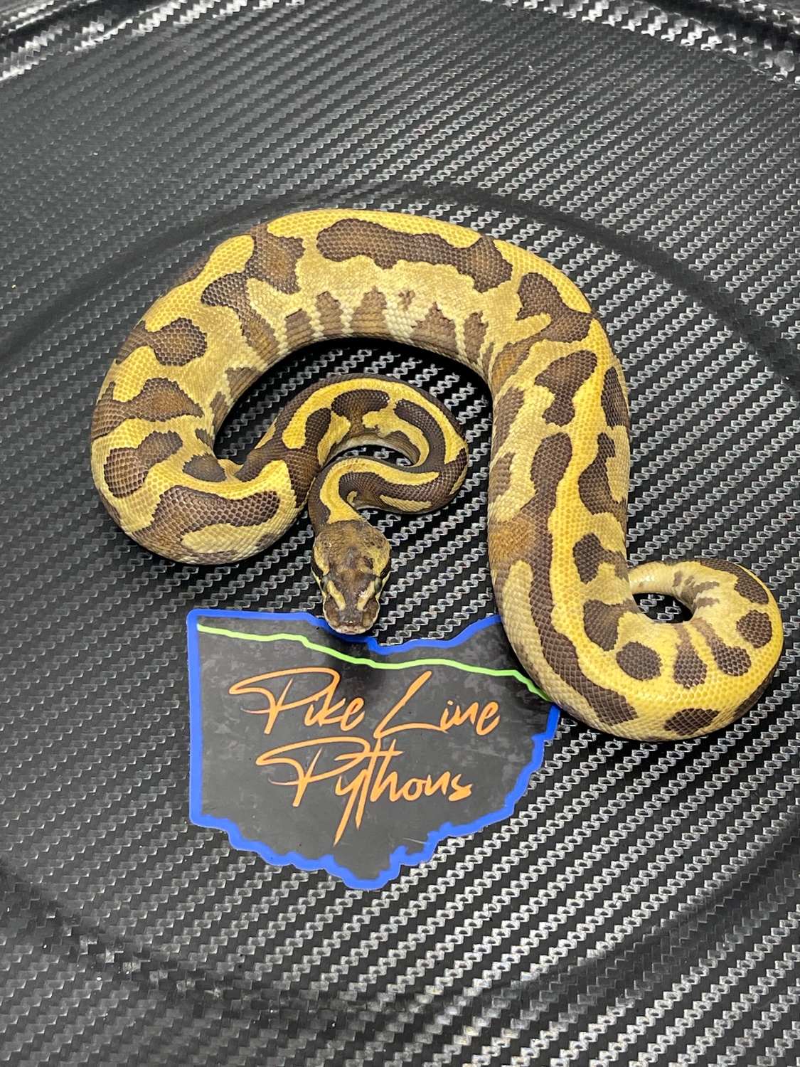 Pastel Leopard Enchi Fire Likely YB DBL Het Clown Pied Ball Python by ...