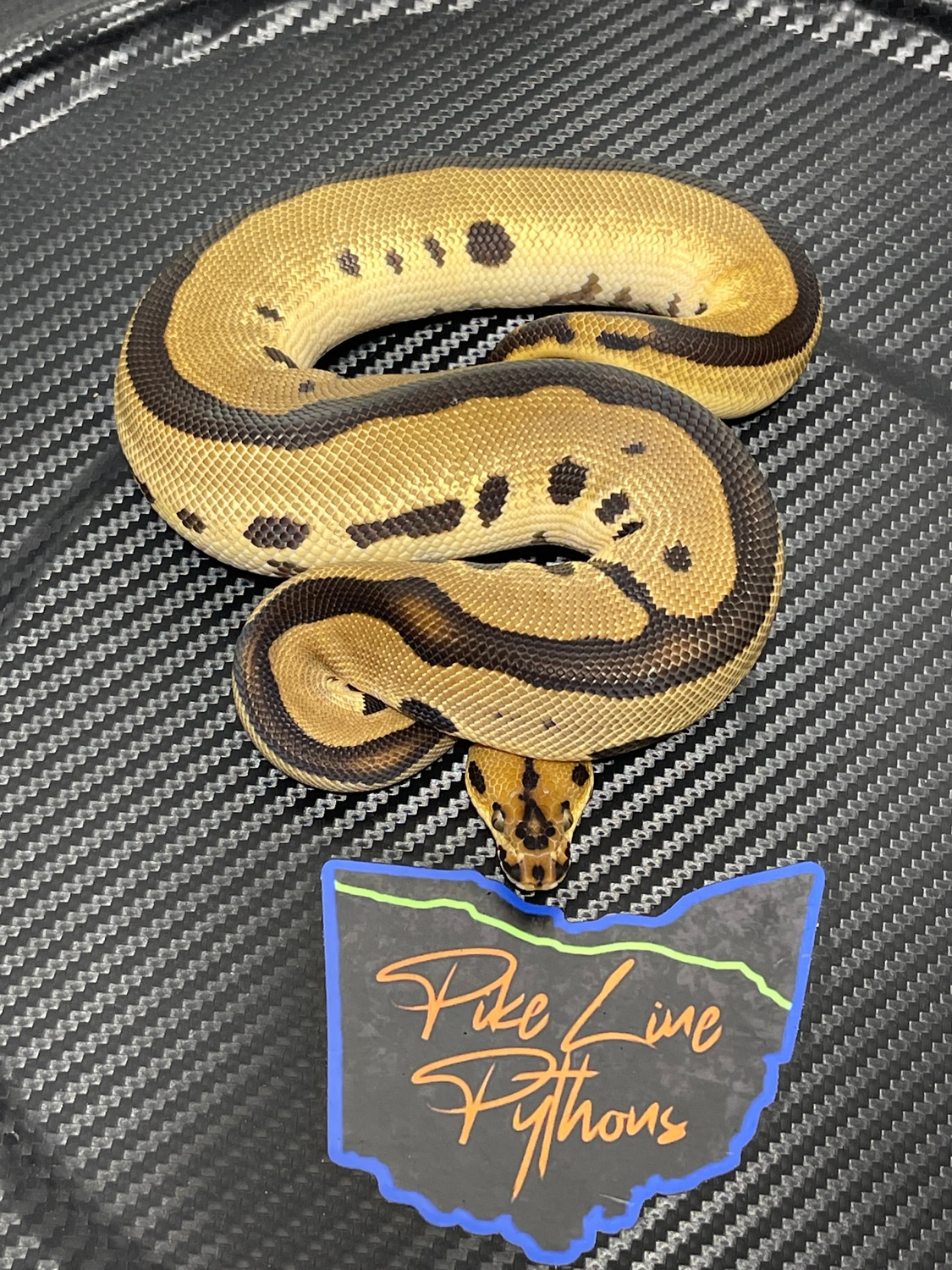 ODYB Leo Clown Het Pied (Pos Super OD /or GeneX) Ball Python by Pike ...