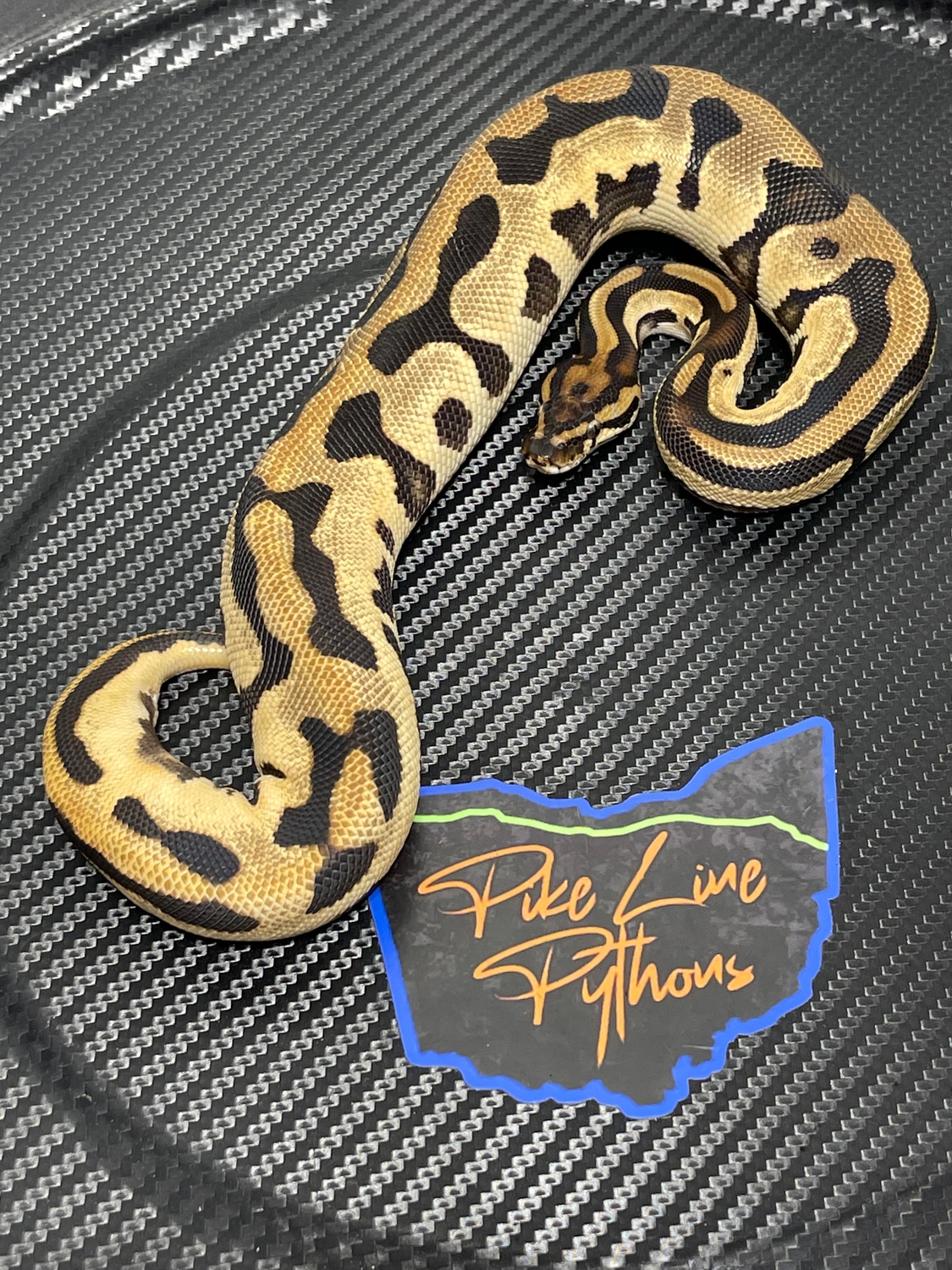 Super OD YB Leo DBL Het Clown Pied Ball Python by Pike Line Pythons LLC ...