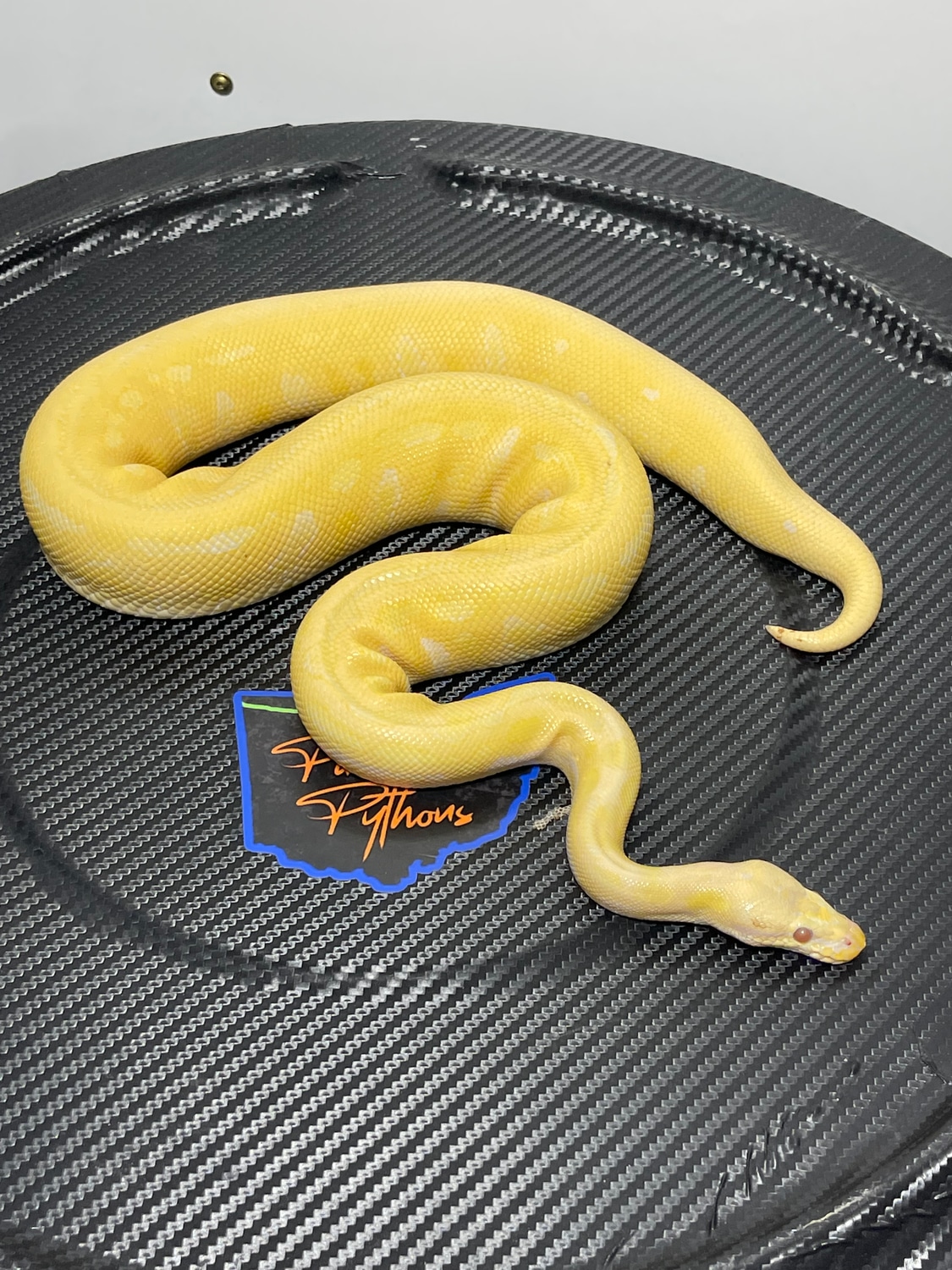 Pastel Spotnose Leopard Lavender Het Clown Ball Python by Pike Line ...
