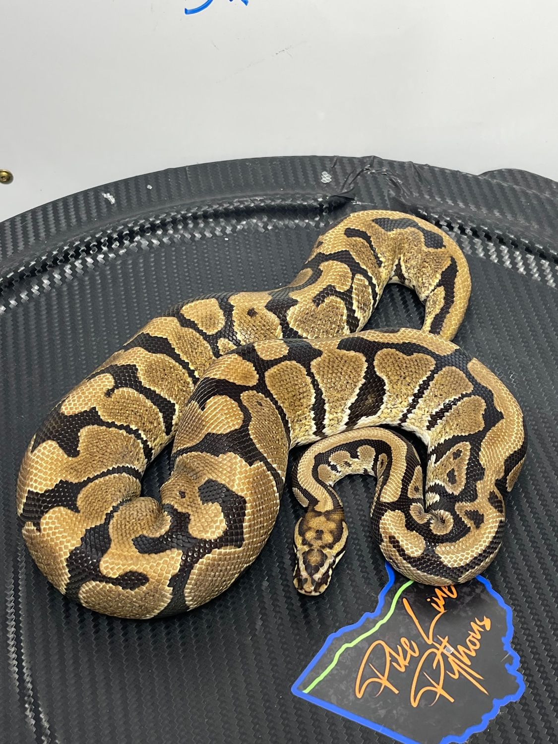 Spotnose Blade Het Pied Het Lav Het Clown Ball Python by Pike Line ...