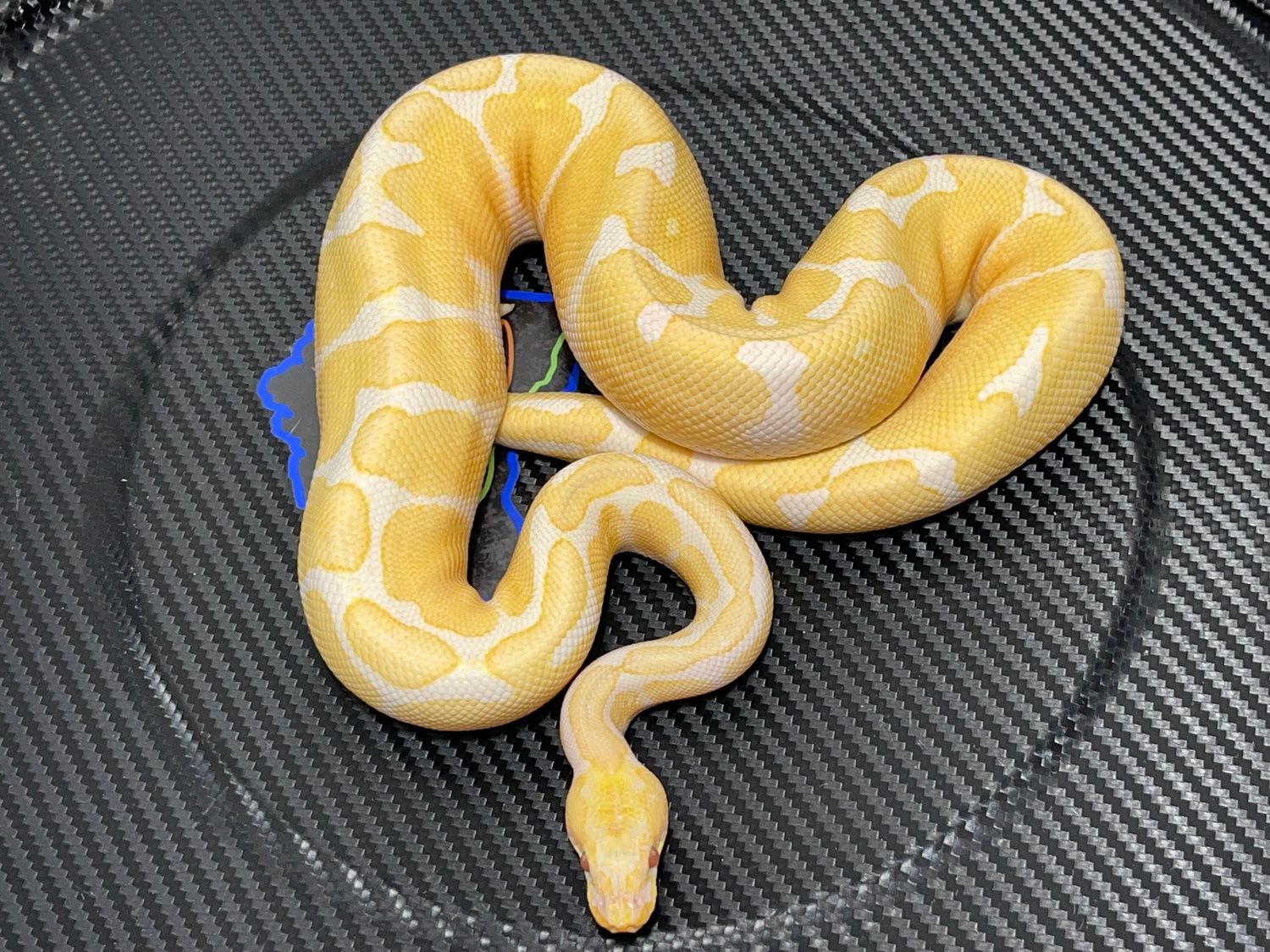 Blade Spotnose Lavender Het Clown FREE Shipping Ball Python by Pike ...