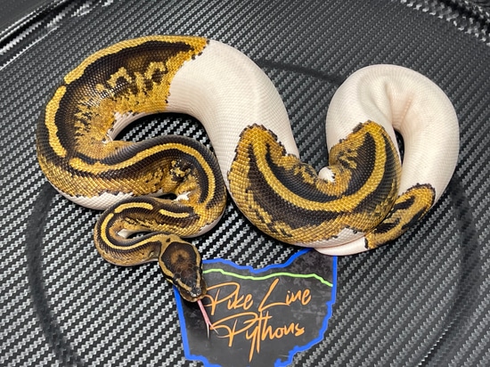 YellowBelly Pied Het Clown Het Lav FREE Shipping Ball Python by Pike ...