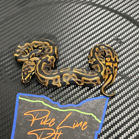Leopard Spotnose Het Clown 66%Lav 50%Pied Ball Python by Pike Line ...
