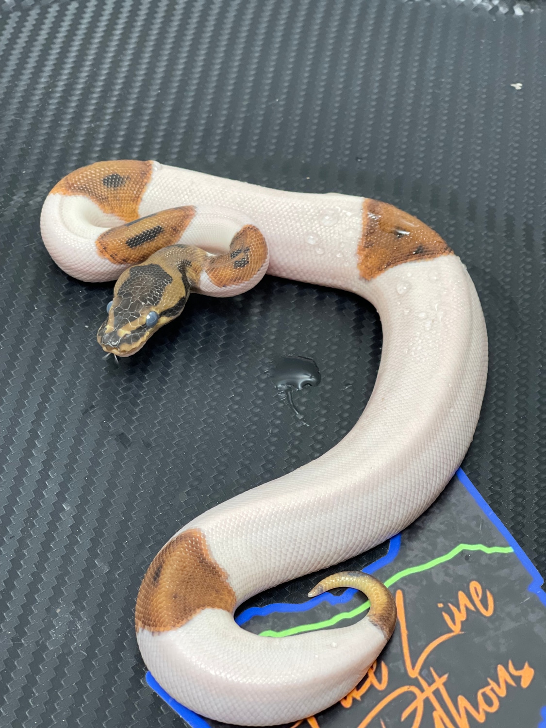 Pied Het Clown 66% Het Lavender Ball Python by Pike Line Pythons LLC ...