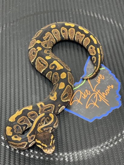 RedHead Het Pied Ball Python by Pike Line Pythons LLC