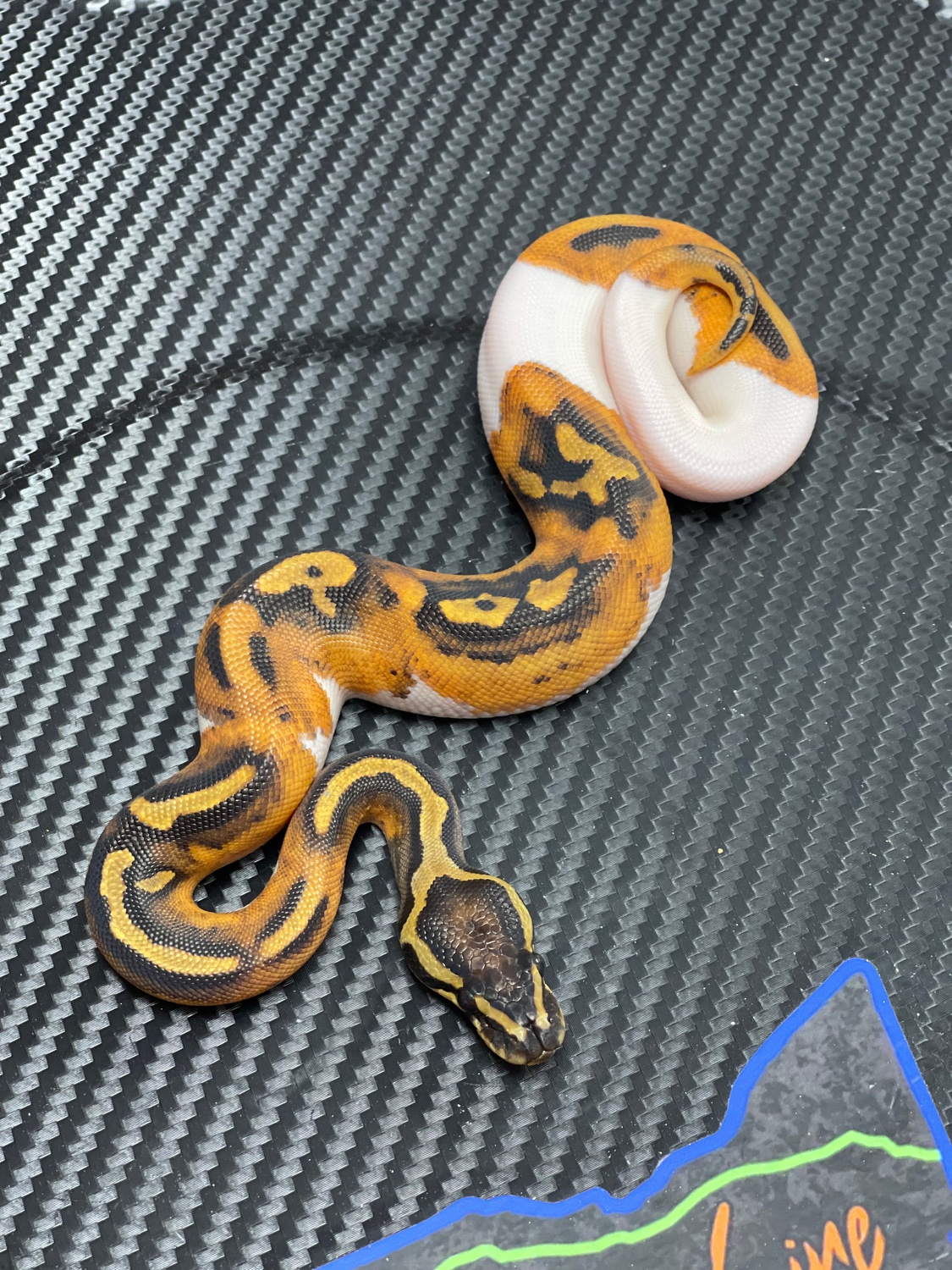 Pied Het Clown Het Lavender Ball Python by Pike Line Pythons LLC ...