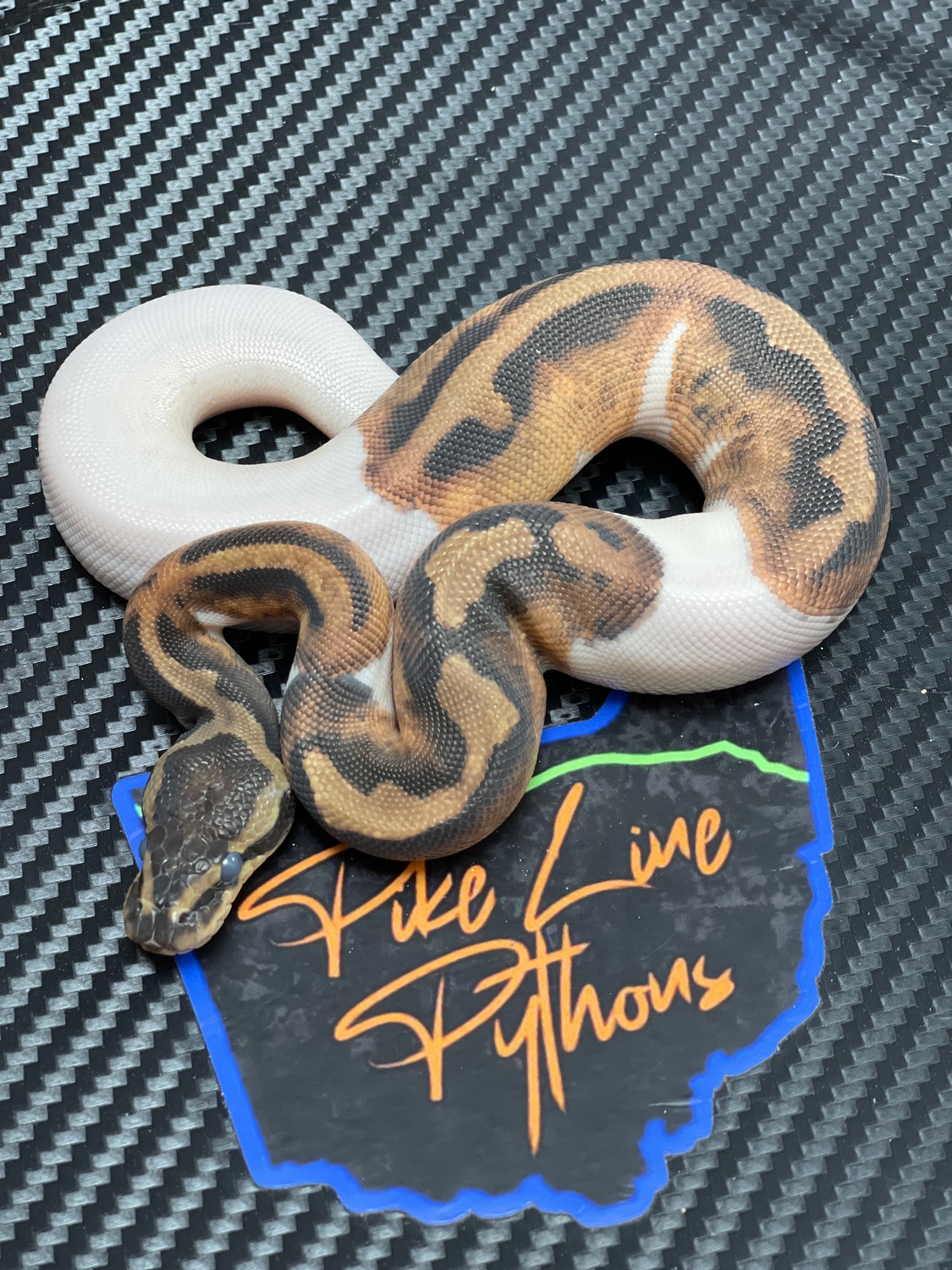 Pied Het Clown Het Lavender Ball Python by Pike Line Pythons LLC ...