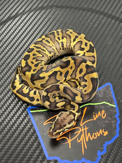 Red Stripe Leopard Pos YB Pastel DBL Het Clown Pied Ball Python by Pike Line Pythons LLC