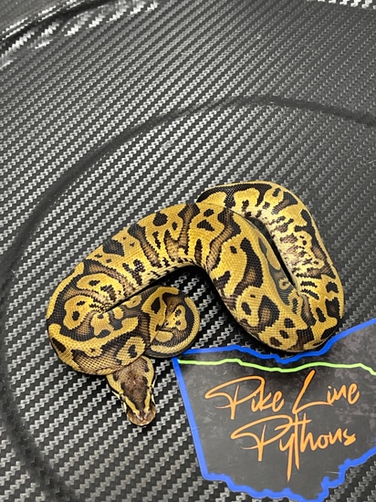 Pastel Red Stripe Leopard YB Het Clown Het Pied Ball Python by Pike Line Pythons LLC