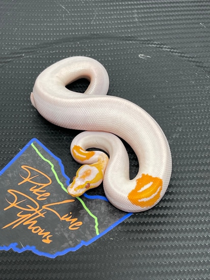 Yellow Belly Dreamsicle Het Clown Ball Python by Pike Line Pythons LLC