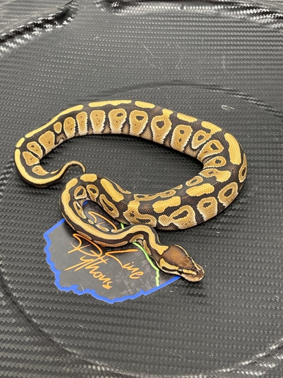 Fire Het Clown Ball Python by Pike Line Pythons LLC